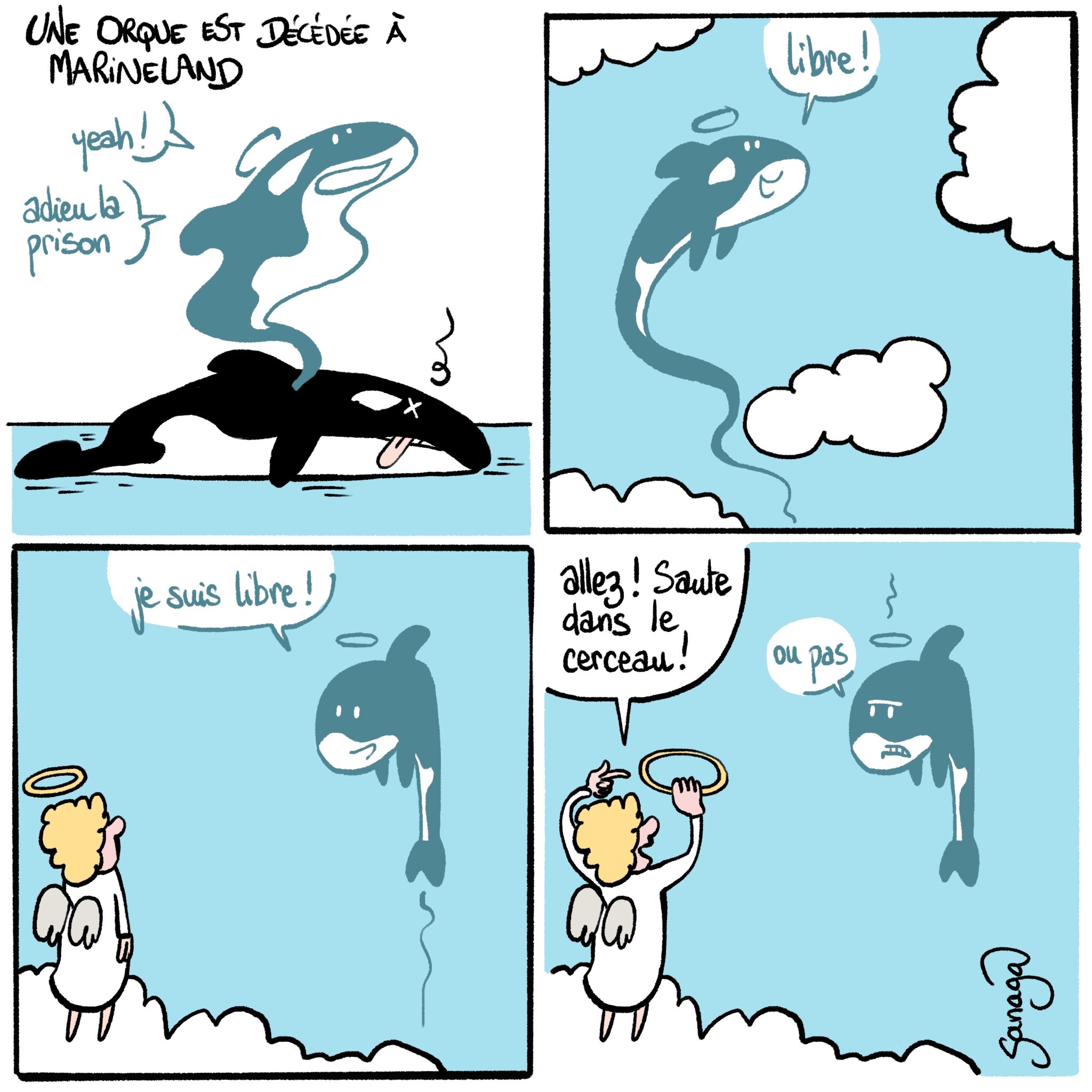 orque-marineland - Sanaga